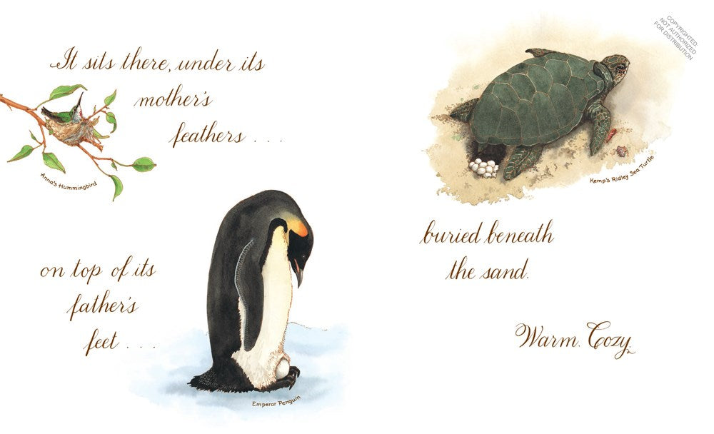 An Egg is Quiet – sbnature Store