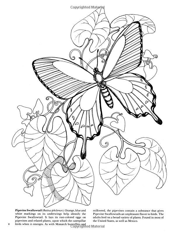 swallowtail butterfly coloring book pages