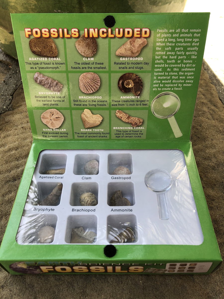 Earth Science Kit: Fossils – sbnature Store