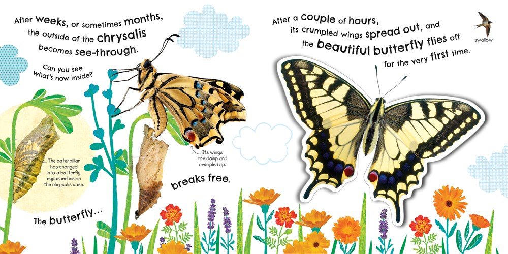How Does a Butterfly Grow? – sbnature Store