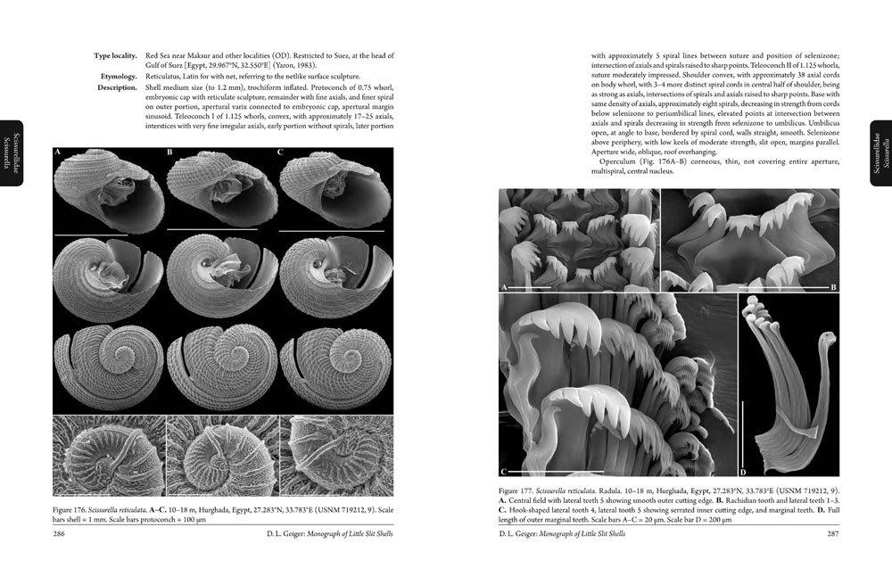 Monograph of the Little Slit-Shells – sbnature Store